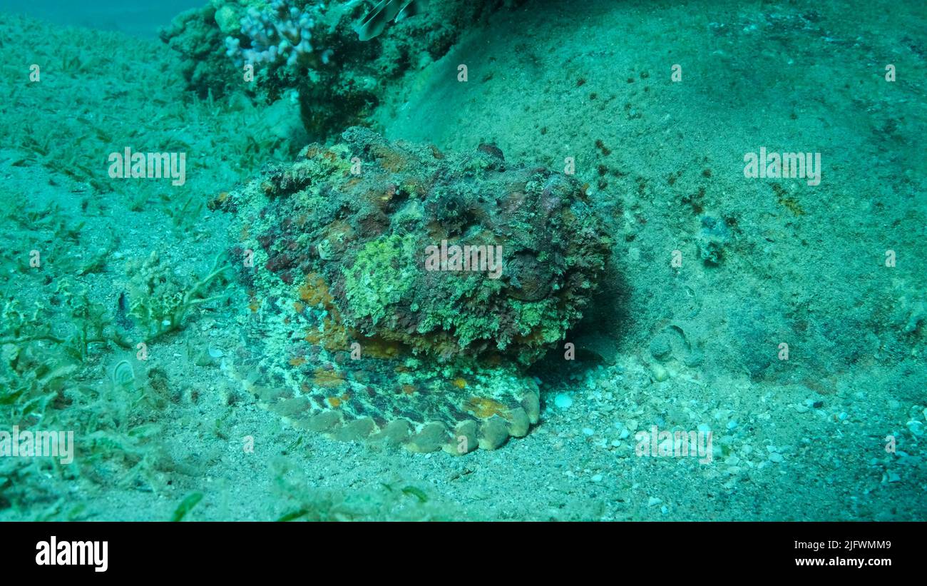 Seagrass marine life hi-res stock photography and images - Alamy