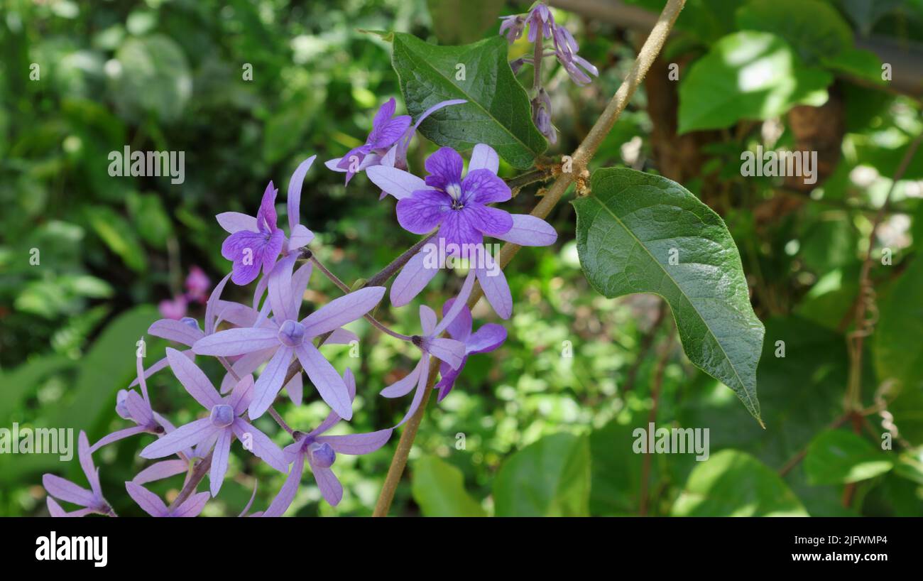 Violet color flowers of a Purple Wreath or Sandpaper Vine (Petrea ...