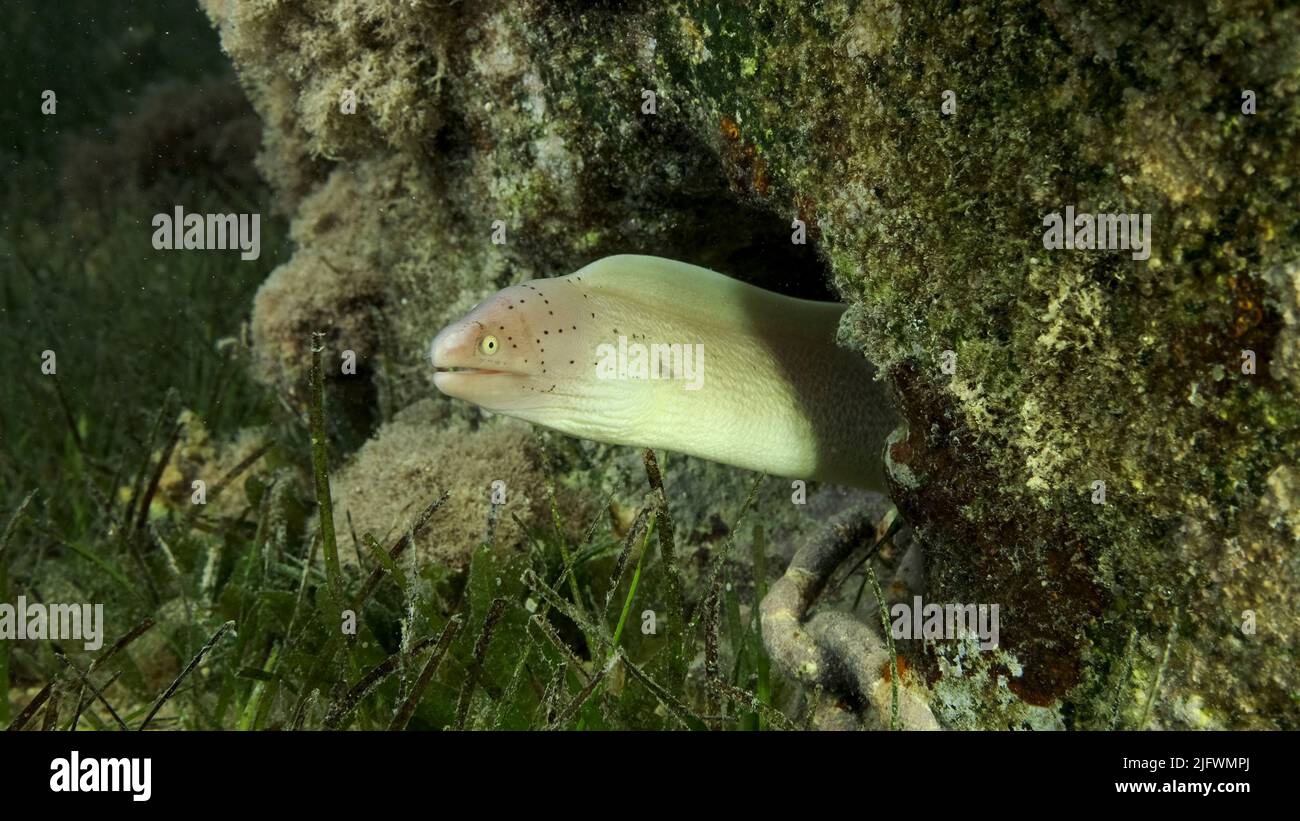 Close-up of Moray lie in the coral reef. Geometric moray or Grey Moray ...