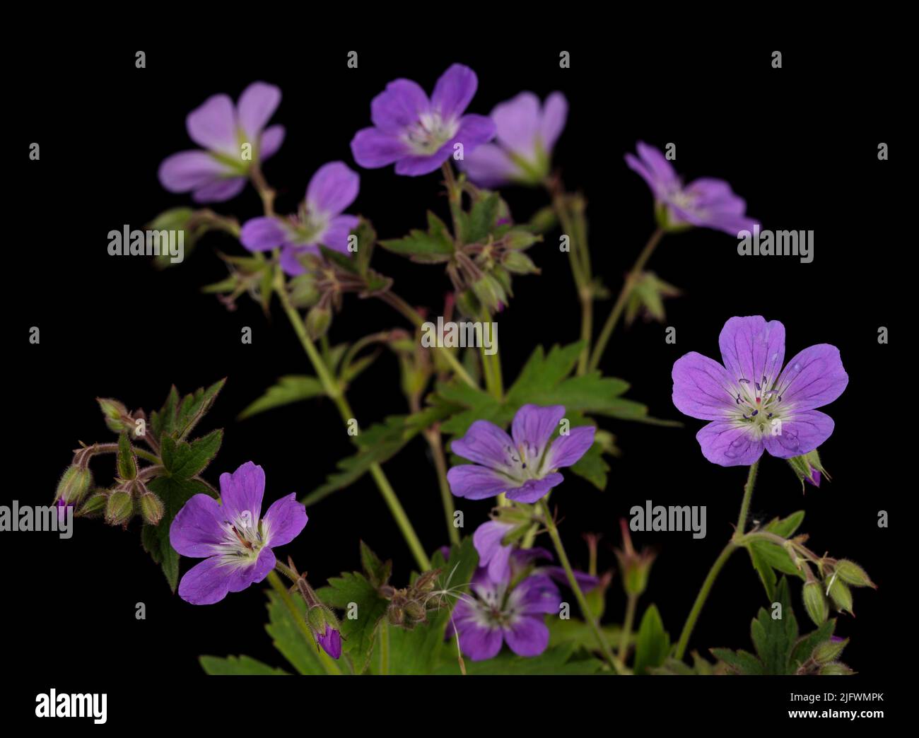 Geranium sylvaticum, wood cranesbill, woodland geranium in closeup ...