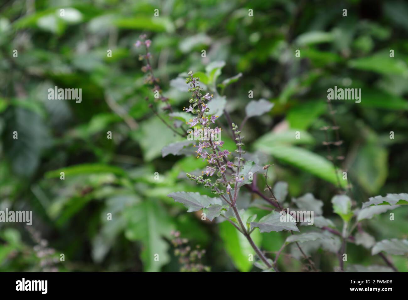 Tulsi plant hi-res stock photography and images - Alamy