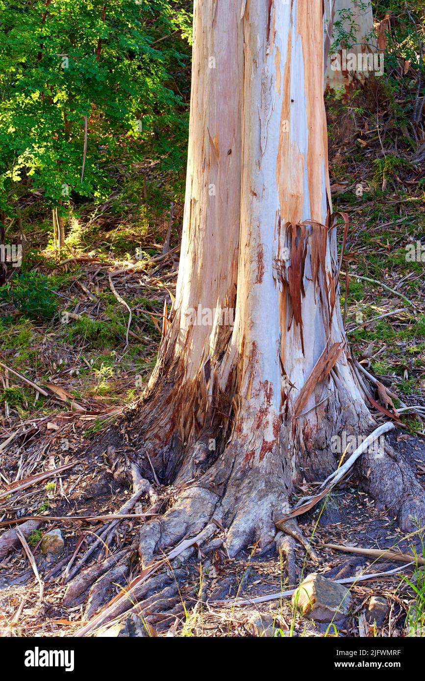 Landscape view of stripped bark off tree in forest during the day ...