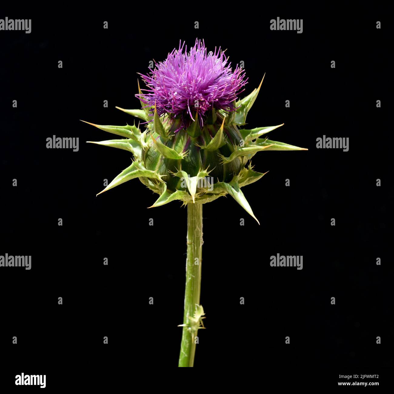 Mariendistel, Silybum marianum ist eine wichtige Heilpflanze. Milk ...