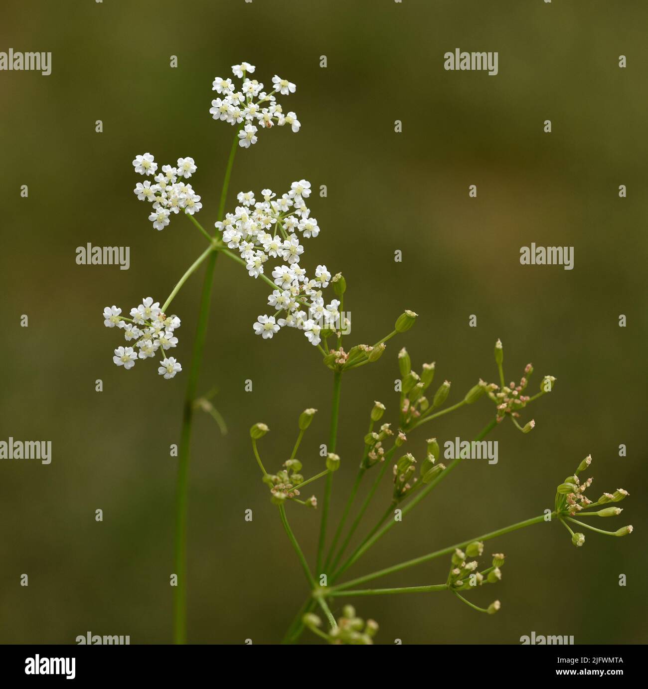 Kuemmel, Echter, Carum carvi ist eine Heil- und Gewuerzpflanze mit ...
