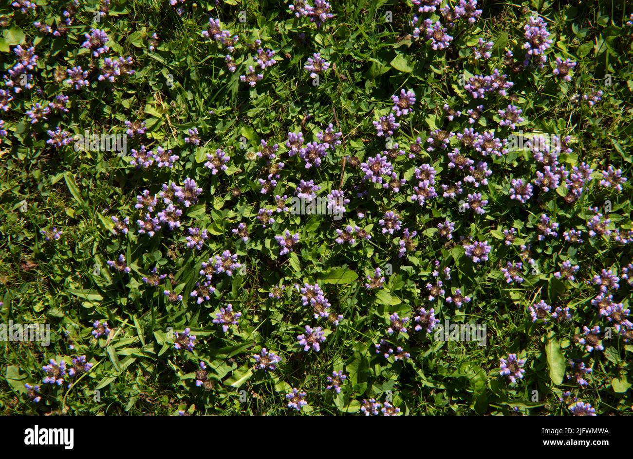 Common self-heal, heal-all, woundwort, heart-of-the-earth, carpenter's ...