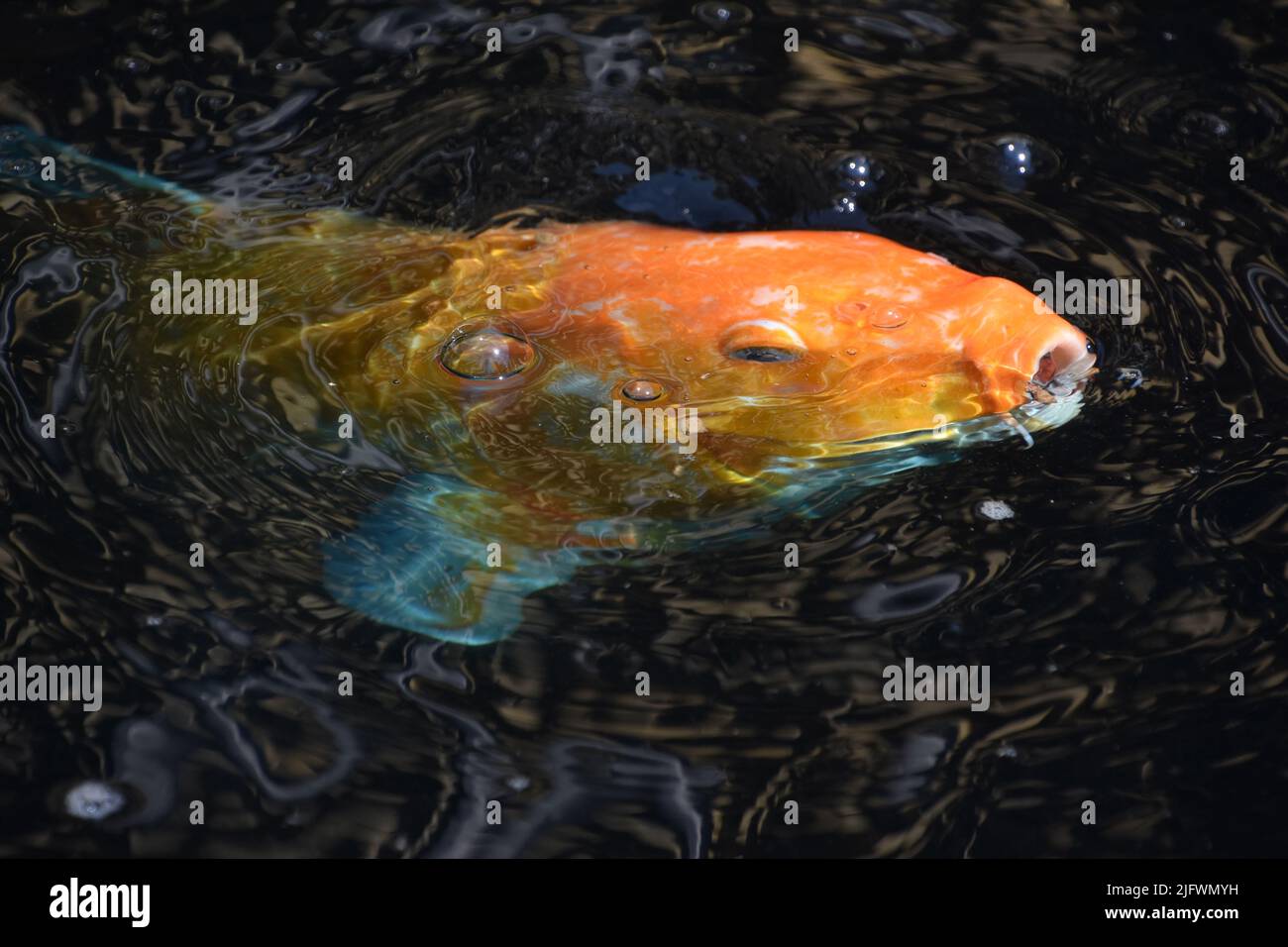 Stunning orange koi fish swimming underwater with its mouth open under ...
