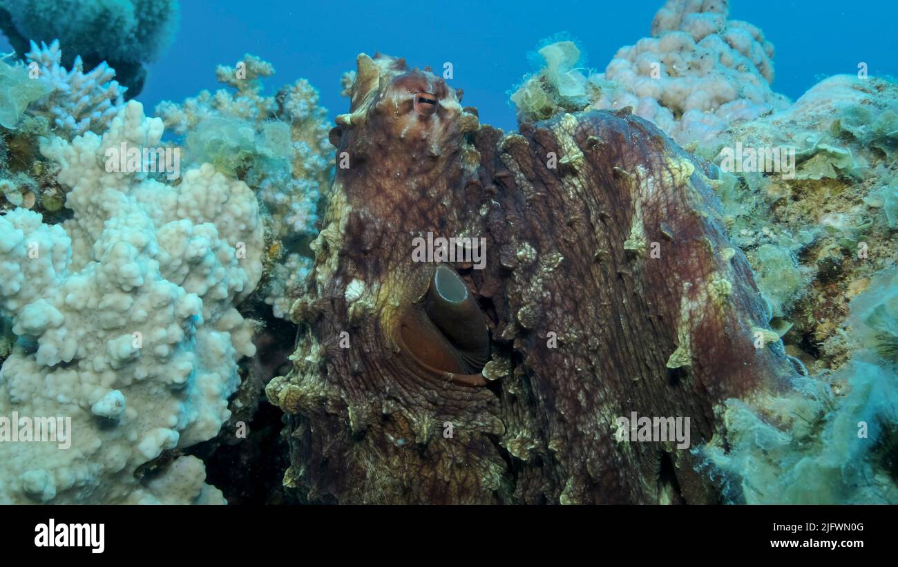 Portrait of big red Octopus sits on the coral reef. Common Reef Octopus ...