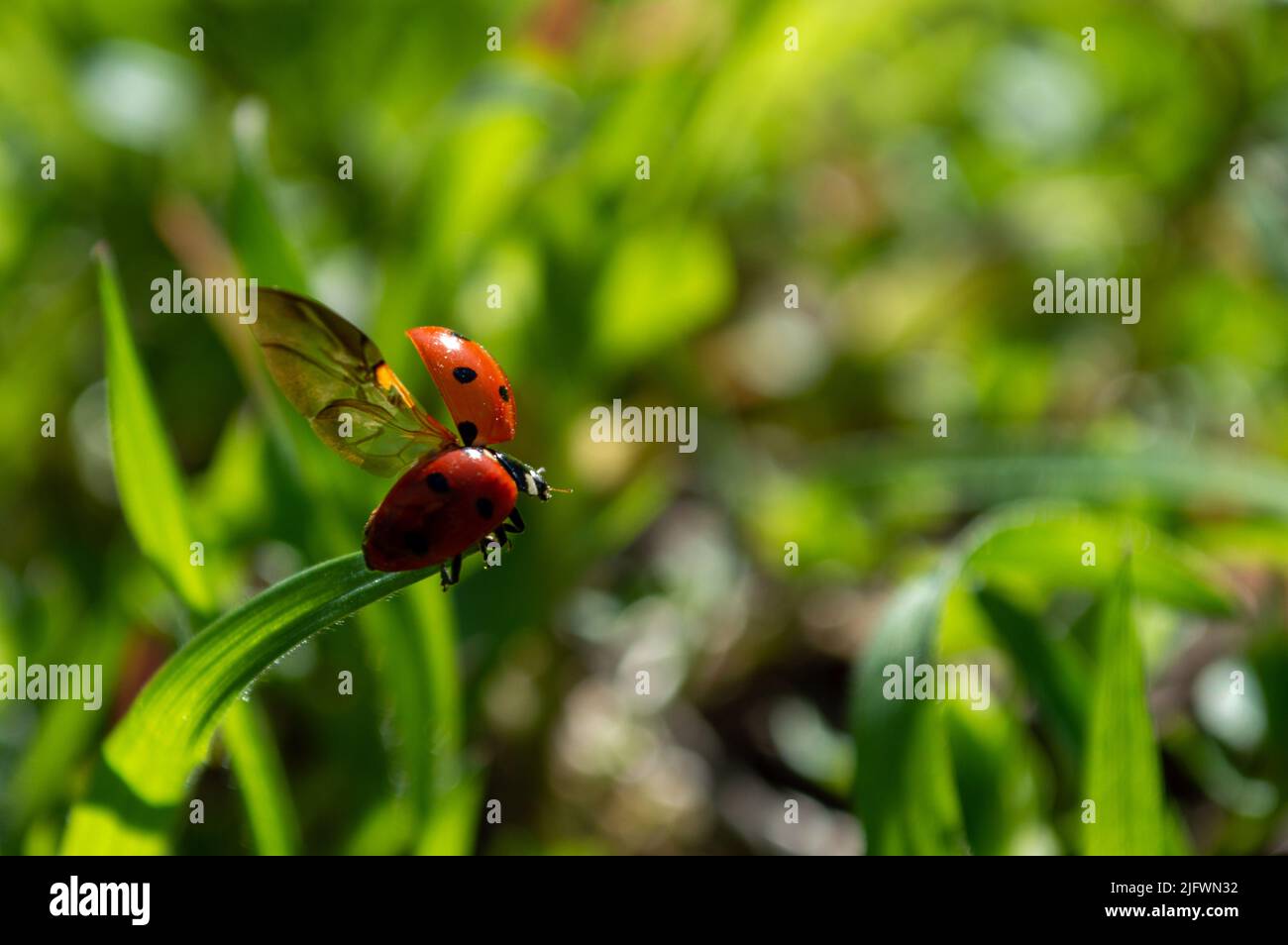 Ladybug wants to take off from a blade of grass Stock Photo - Alamy