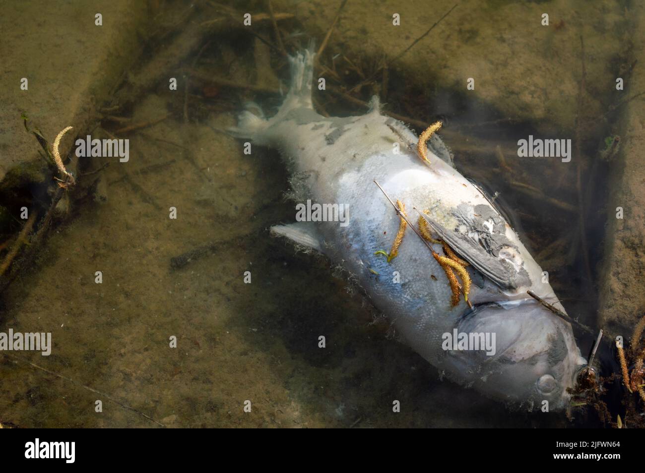 Dead animal near lake hi-res stock photography and images - Alamy