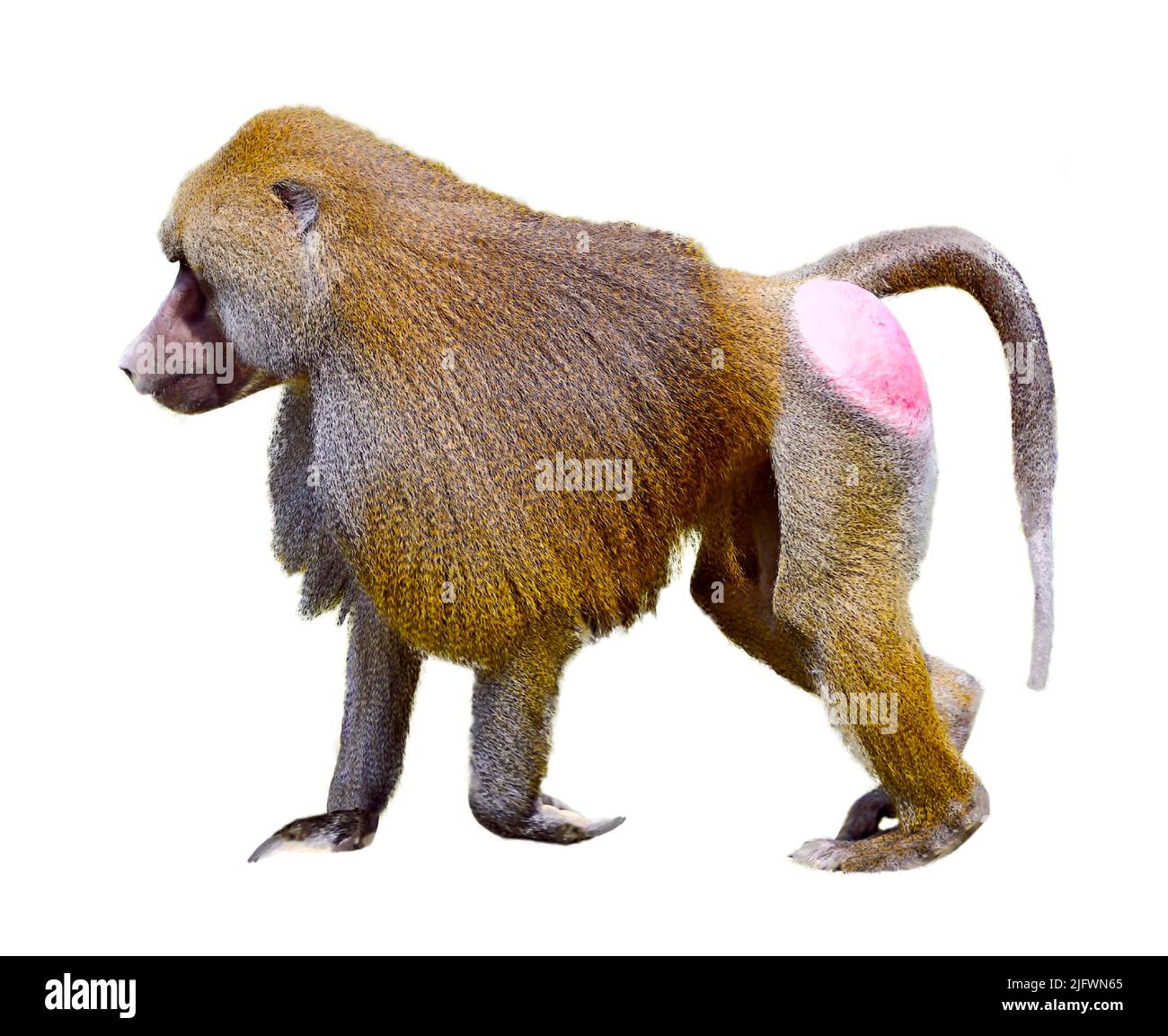 Baboon buttocks hi-res stock photography and images - Alamy