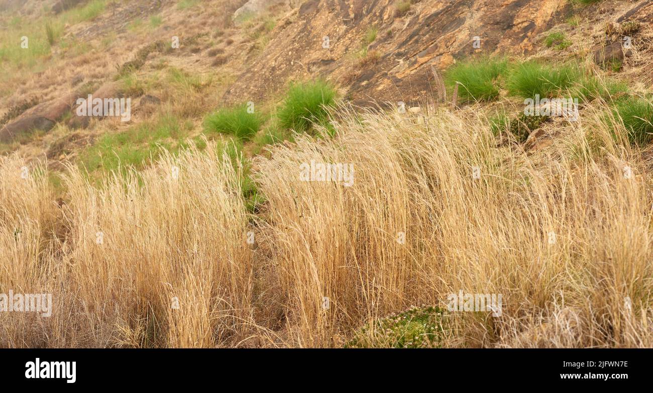 Closeup of dry Fynbos growing on Lions Head in Cape Town. Damaged by a ...