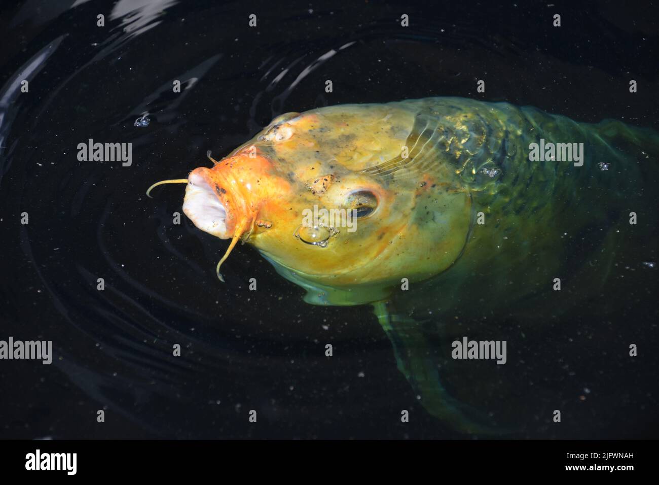 Terrific koi fish with a gaping mouth swimming under the water Stock ...