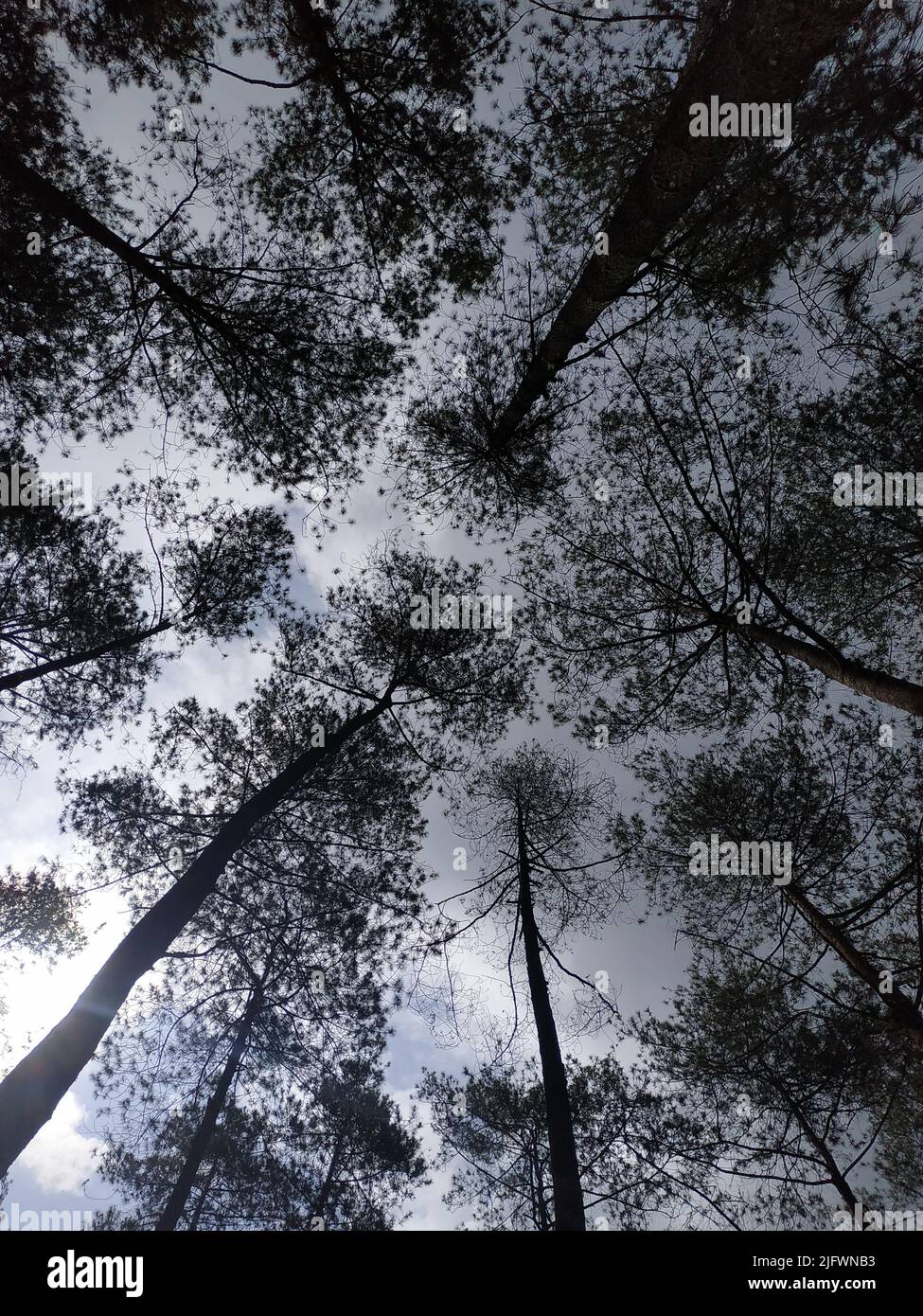 A high angle shot of tall trees in the forest Stock Photo - Alamy