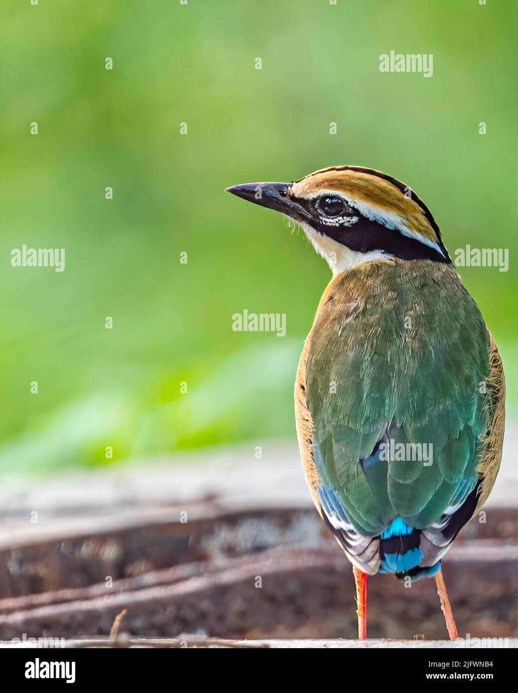 Indian pitta hi-res stock photography and images - Alamy