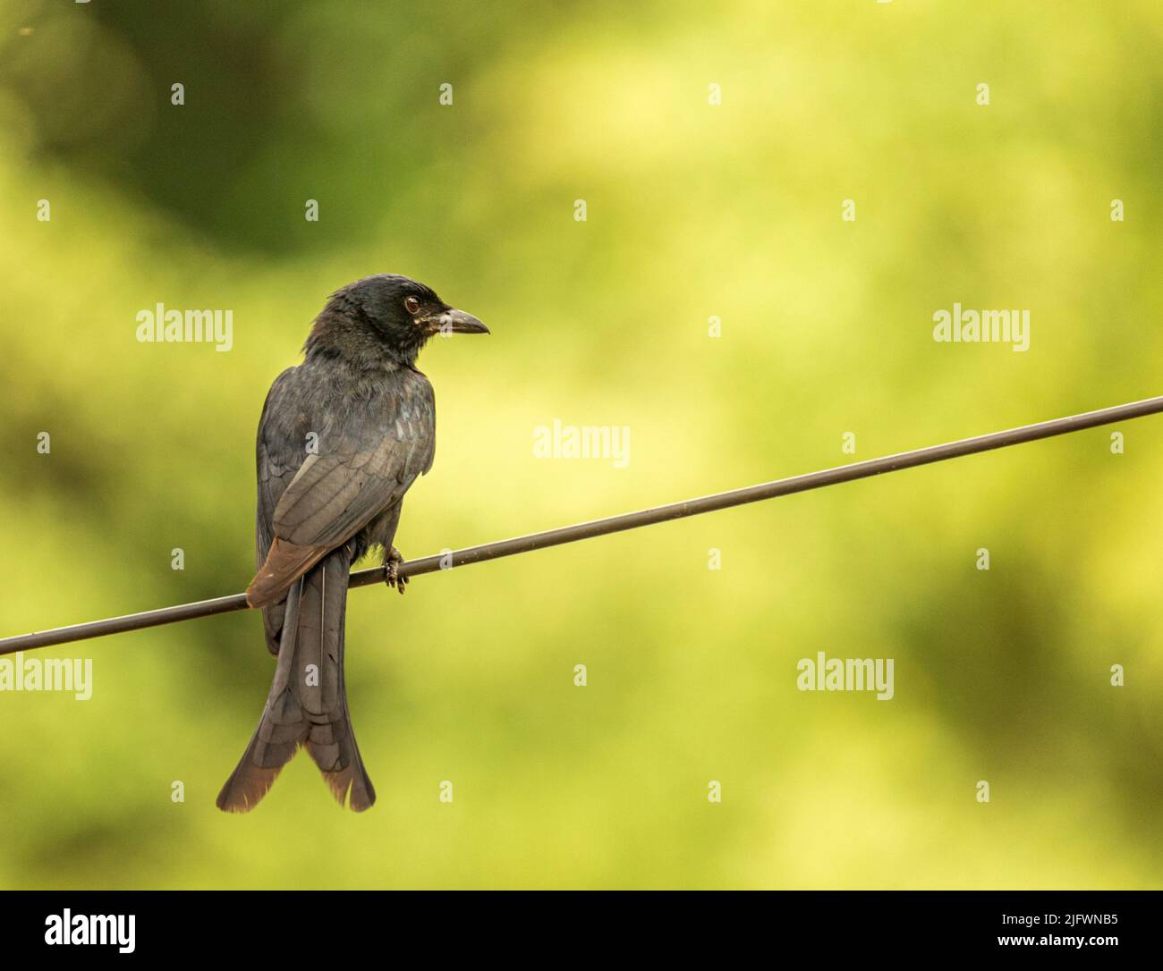 Drango hi-res stock photography and images - Alamy