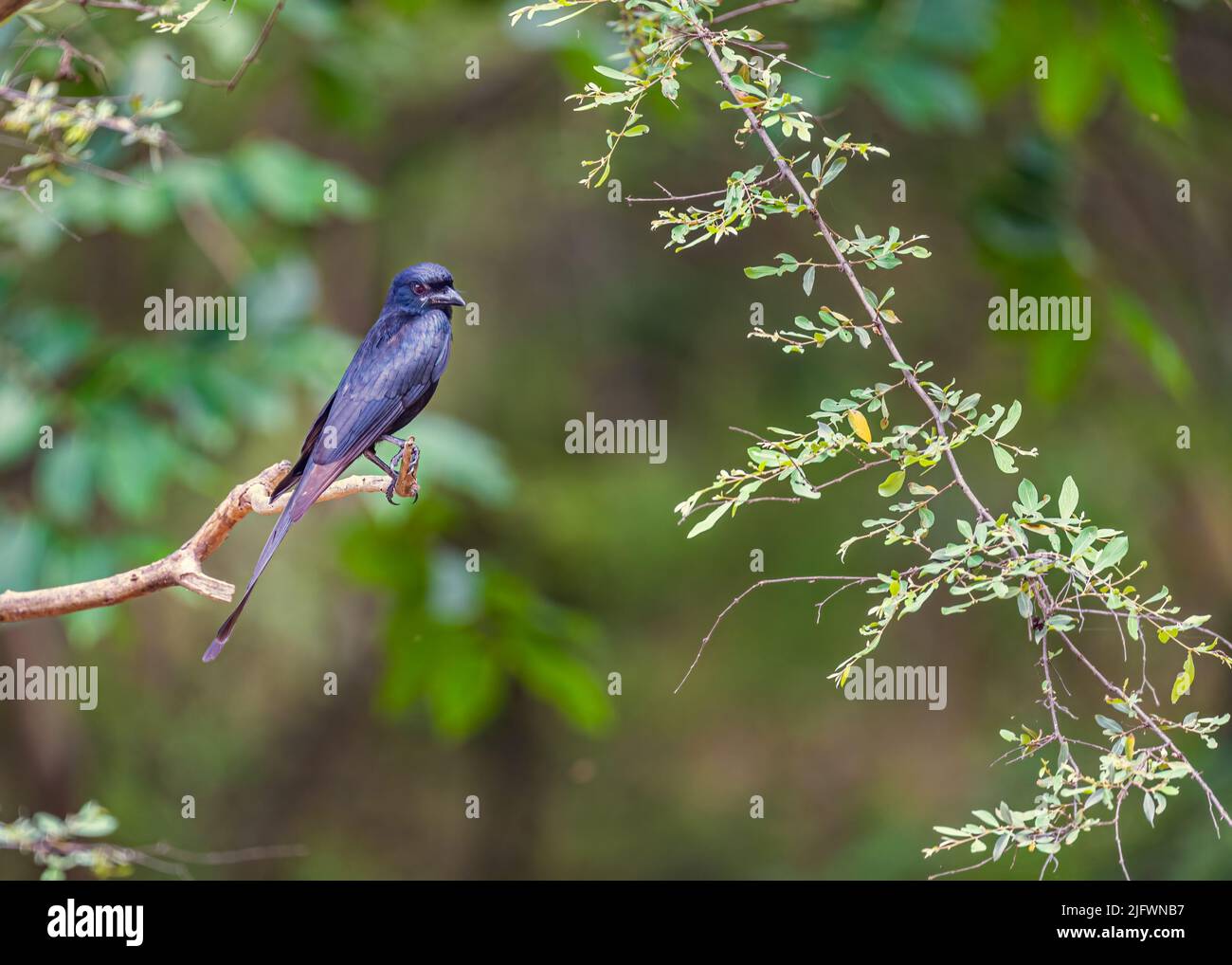 A Drango resting on a tree and looking back Stock Photo - Alamy