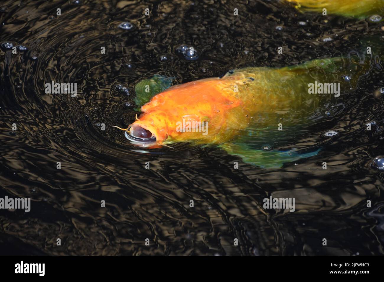 Large orange koi carp blowing bubbles under the waters surface Stock ...