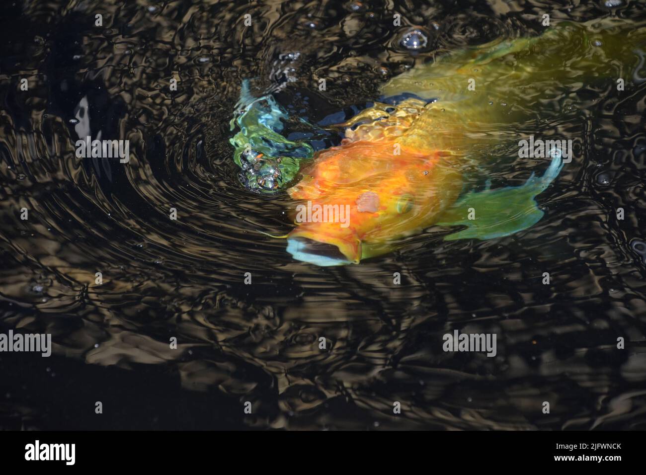 Underwater view of a swimming orange koi fish swimming along Stock ...