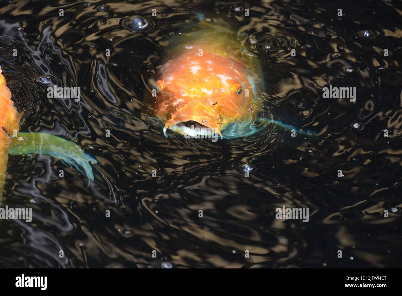 Zen Japanese koi pond with large orange koi fish swimming around Stock ...