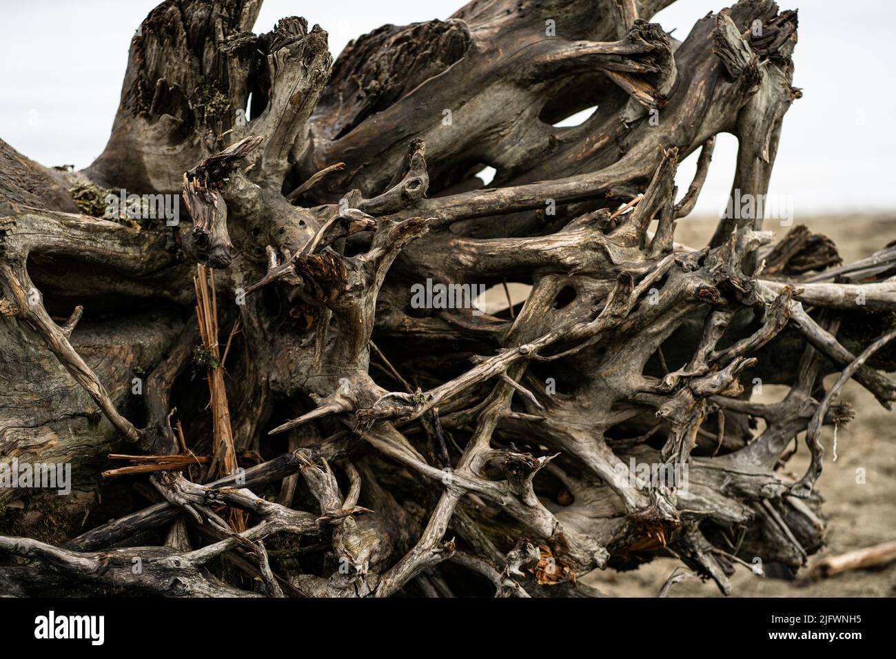 Dry Tree Roots on at the Beach Stock Photo - Alamy