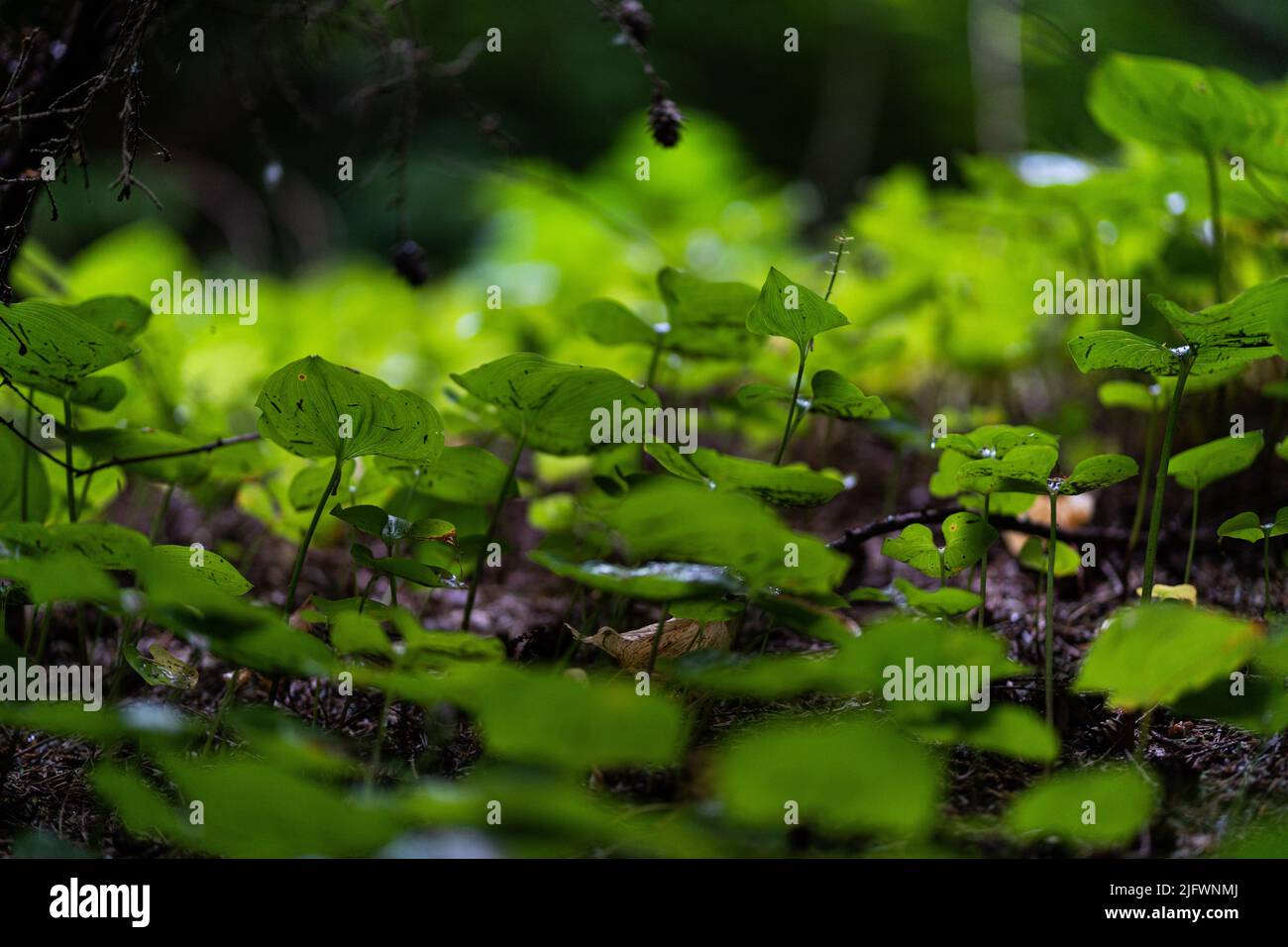 Snakeberry hi-res stock photography and images - Alamy