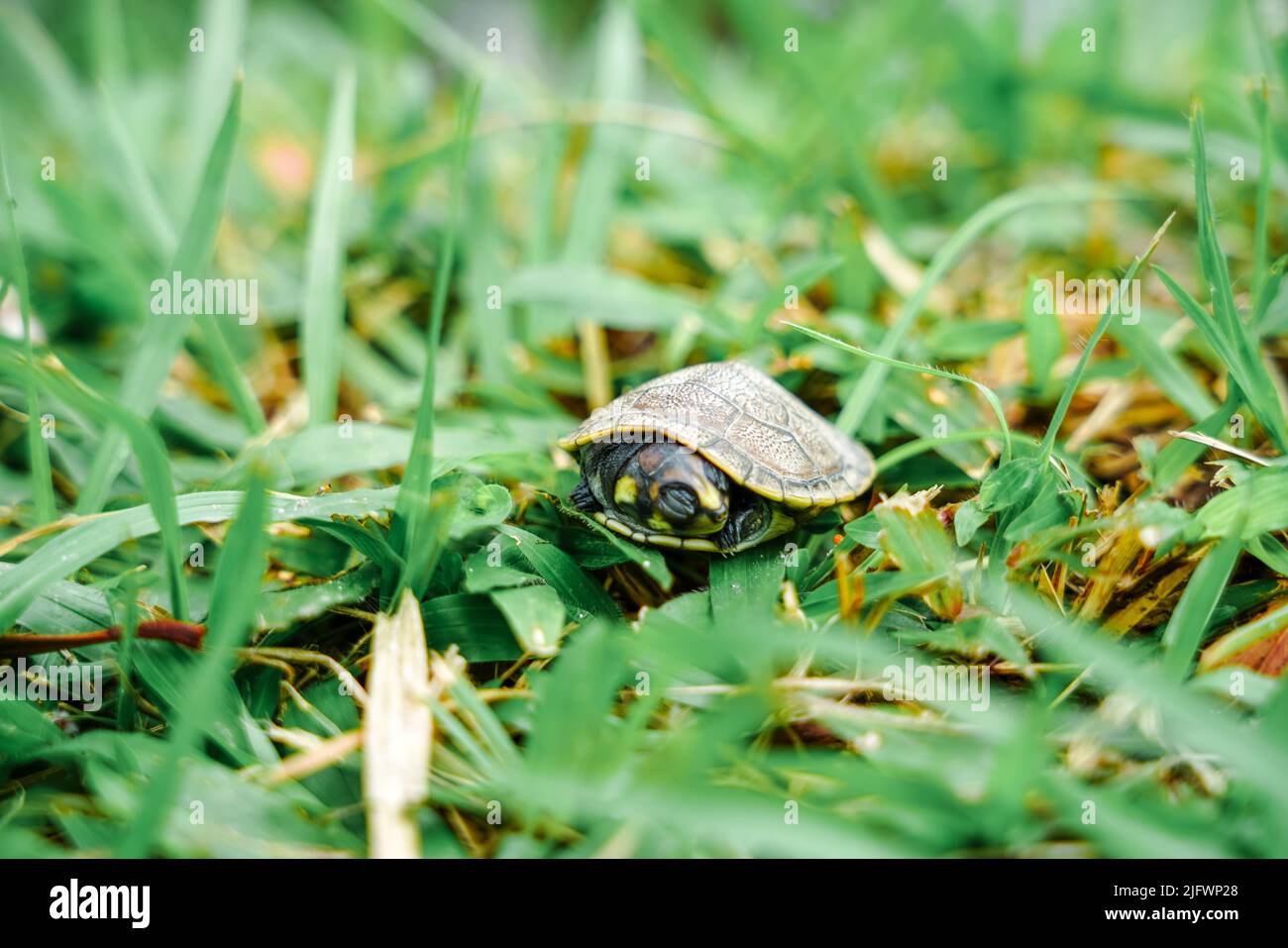 A shallow focus shot of a tiny turtle on green grass Stock Photo - Alamy
