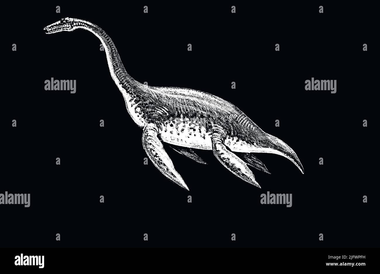 Sea fauna on an isolated black background. Plesiosaur. Vector ...