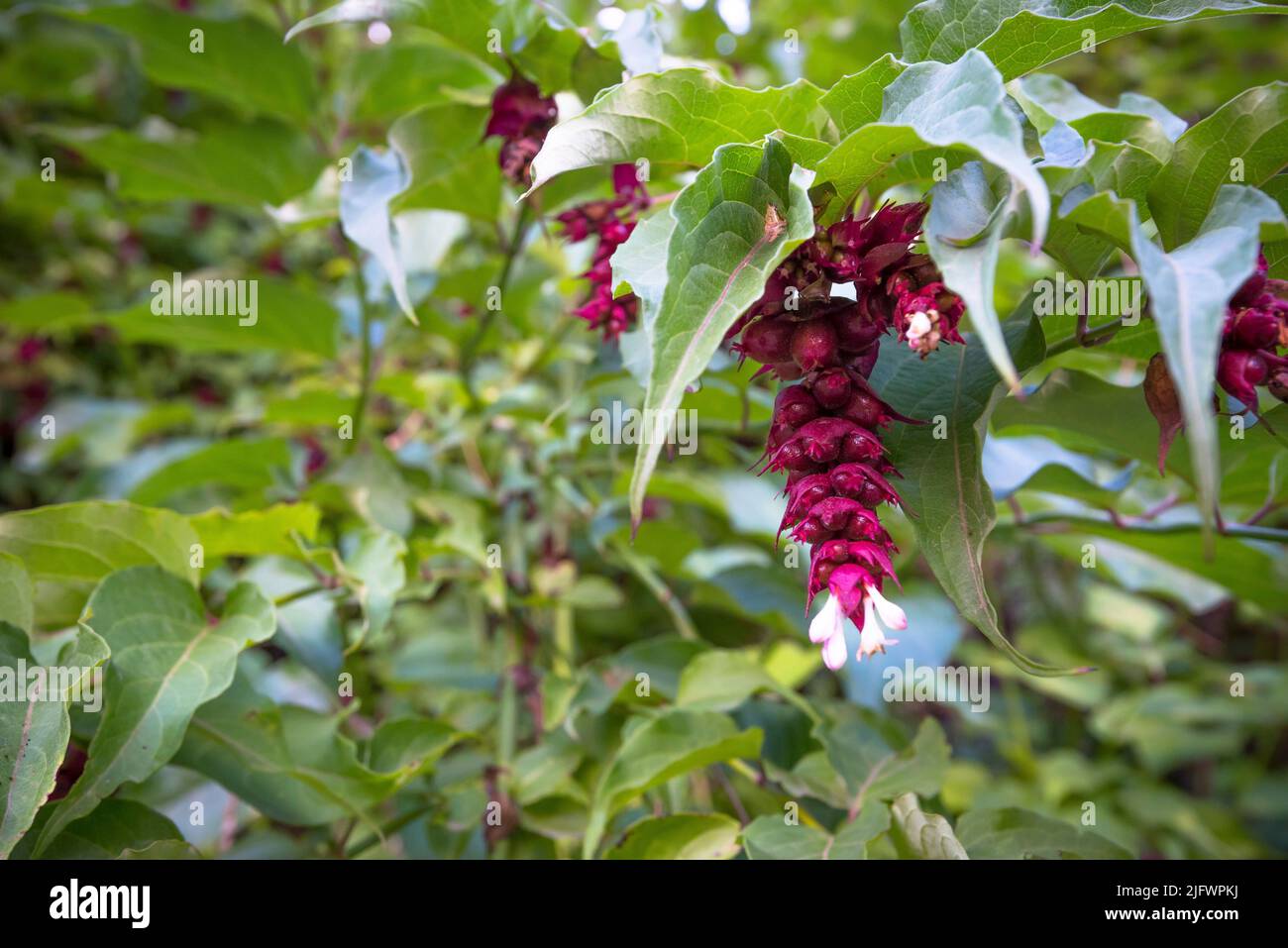 Pheasant in a tree hi-res stock photography and images - Alamy