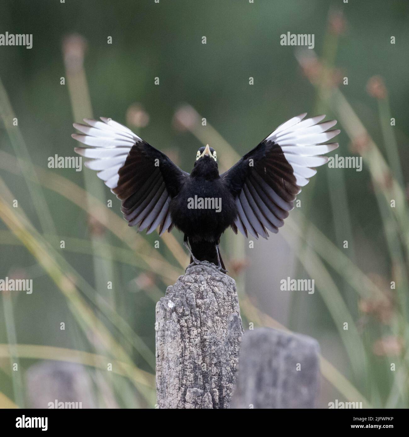 Paradigalla hi-res stock photography and images - Alamy