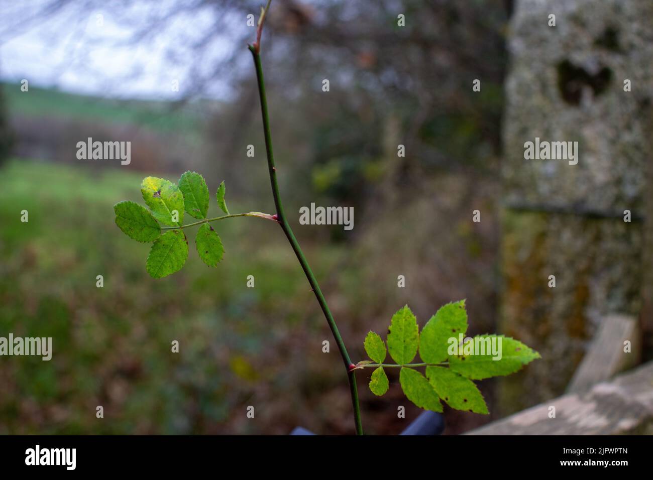 wild rose leaf and stem isolated on a natural green background with ...