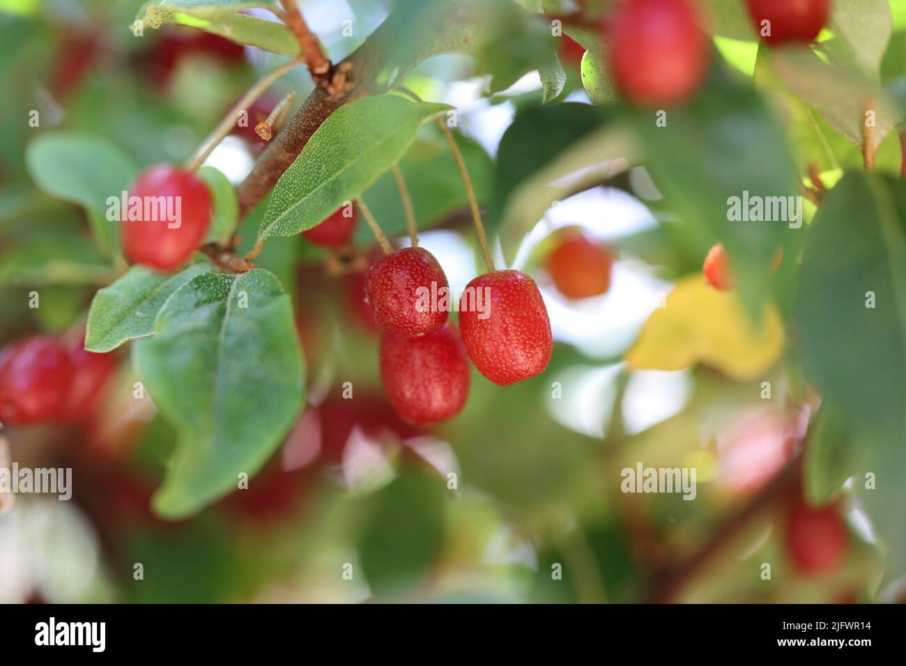 cherry silverberry fruits in the bush Stock Photo - Alamy