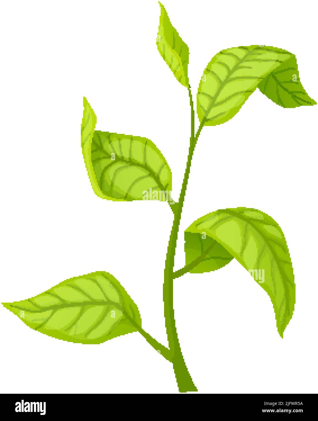 green tea leaf cartoon vector illustration Stock Vector Image & Art - Alamy