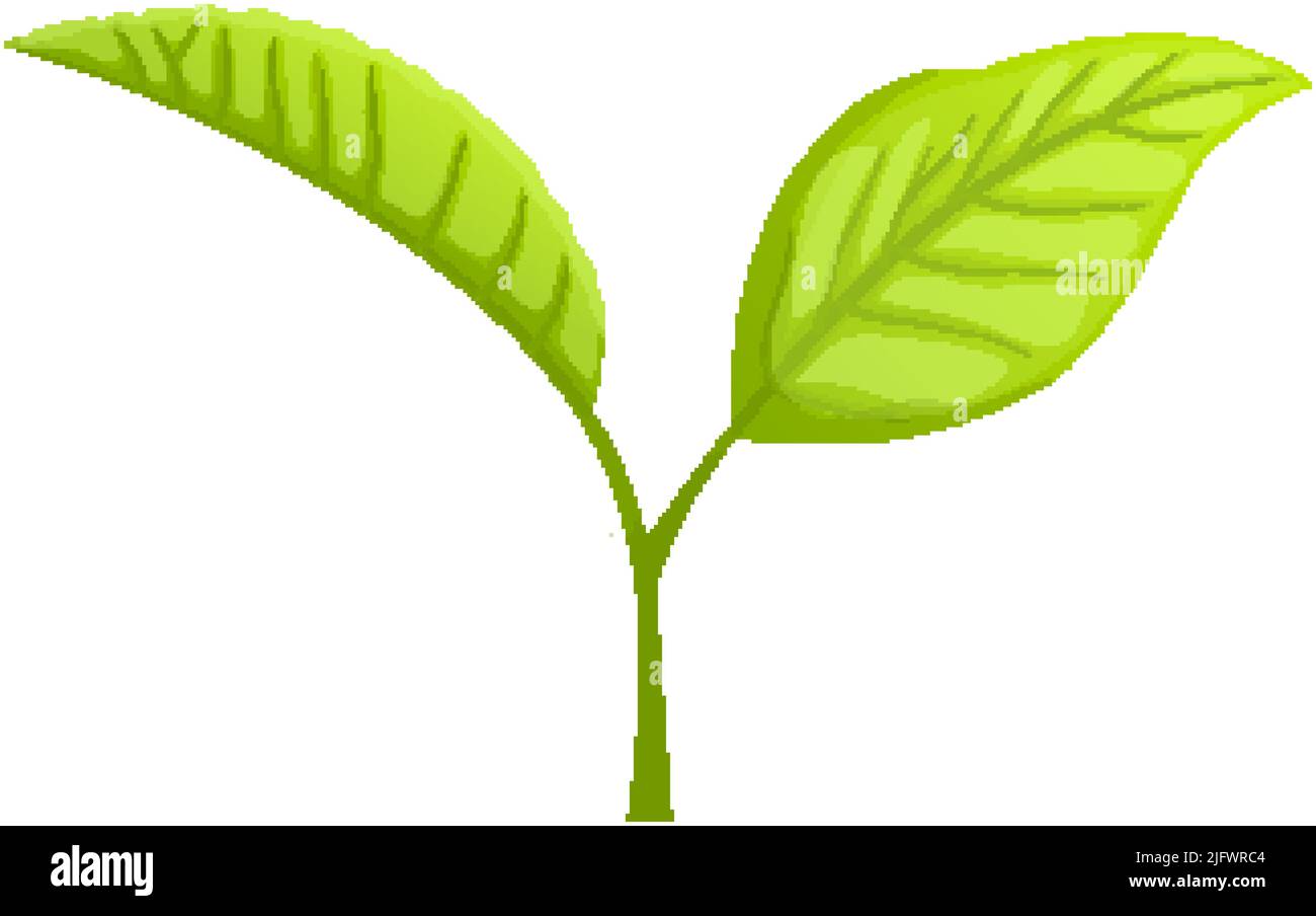 black tea leaf cartoon vector illustration Stock Vector Image & Art - Alamy