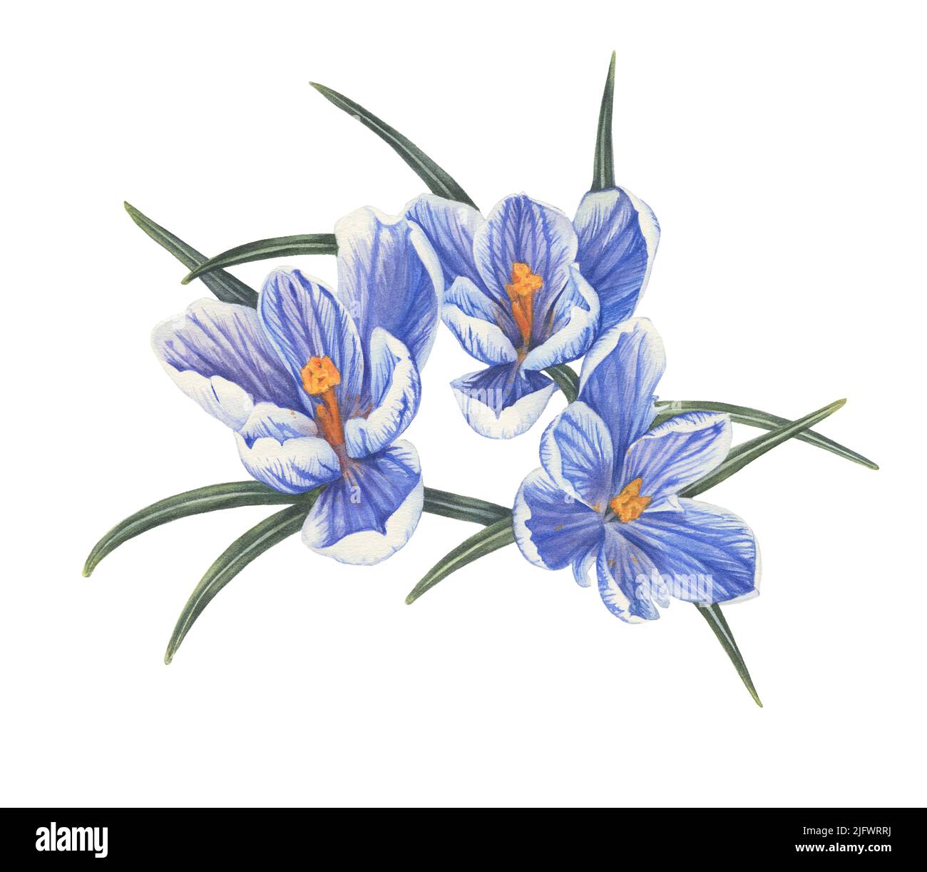 Spring crocuses hand drawn in watercolor. Floral arrangements for your ...
