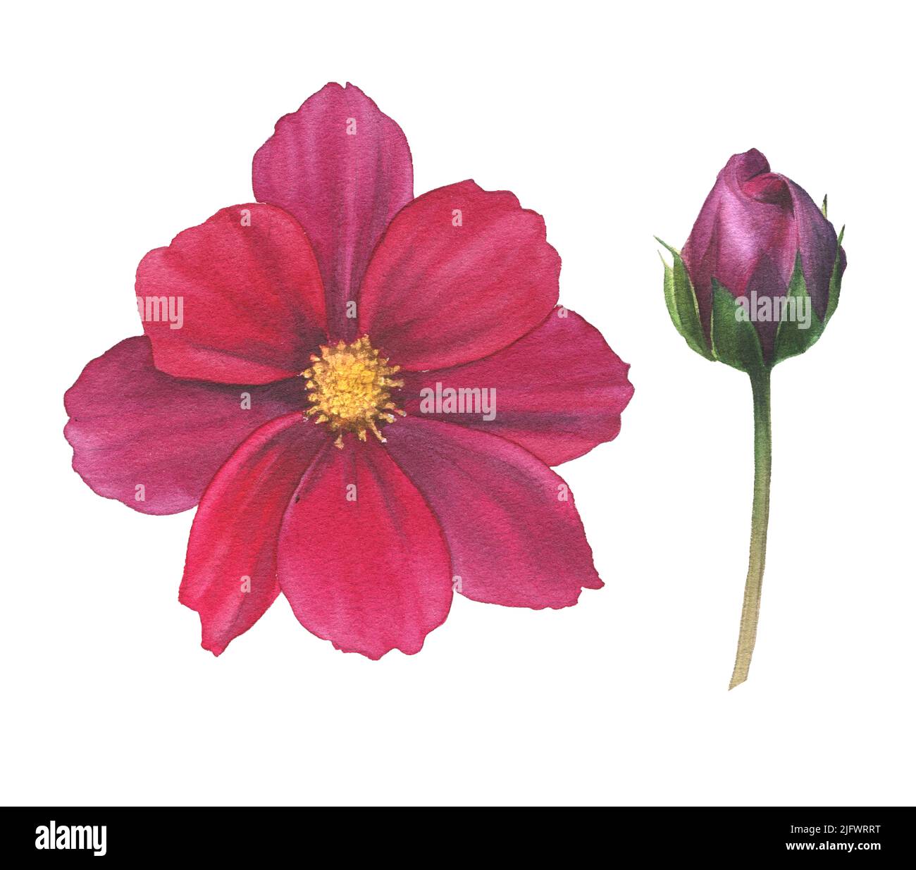 Beautiful multicolor cosmos flowers Cut Out Stock Images & Pictures - Alamy