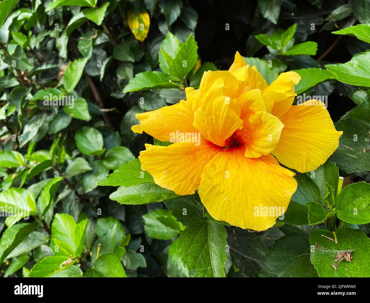 Chinese hibiscus, Hibiscus rosa-sinensis Stock Photo - Alamy