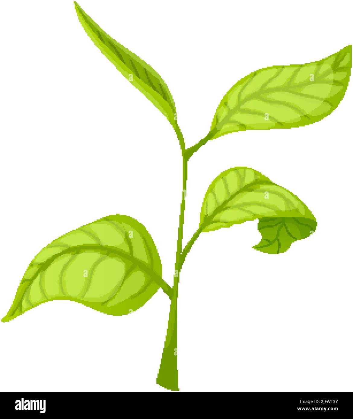 branch tea leaf cartoon vector illustration Stock Vector Image & Art ...