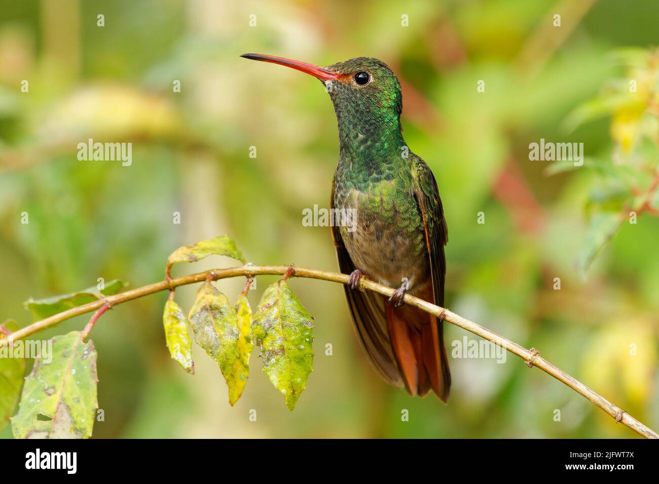 Rufous-tailed Hummingbird - Amazilia tzacatl medium-sized hummingbird ...