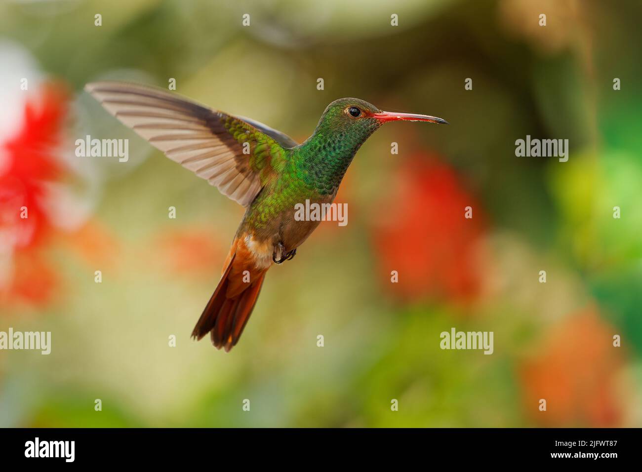Rufous-tailed Hummingbird - Amazilia tzacatl medium-sized hummingbird ...