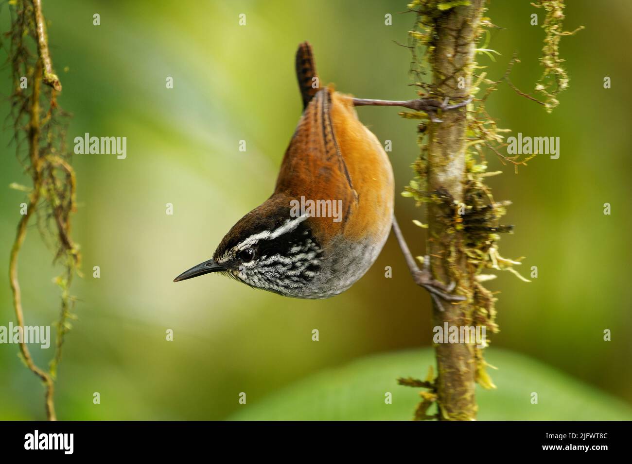 Grey breasted wood wren henicorhina leucophrys hi-res stock photography ...