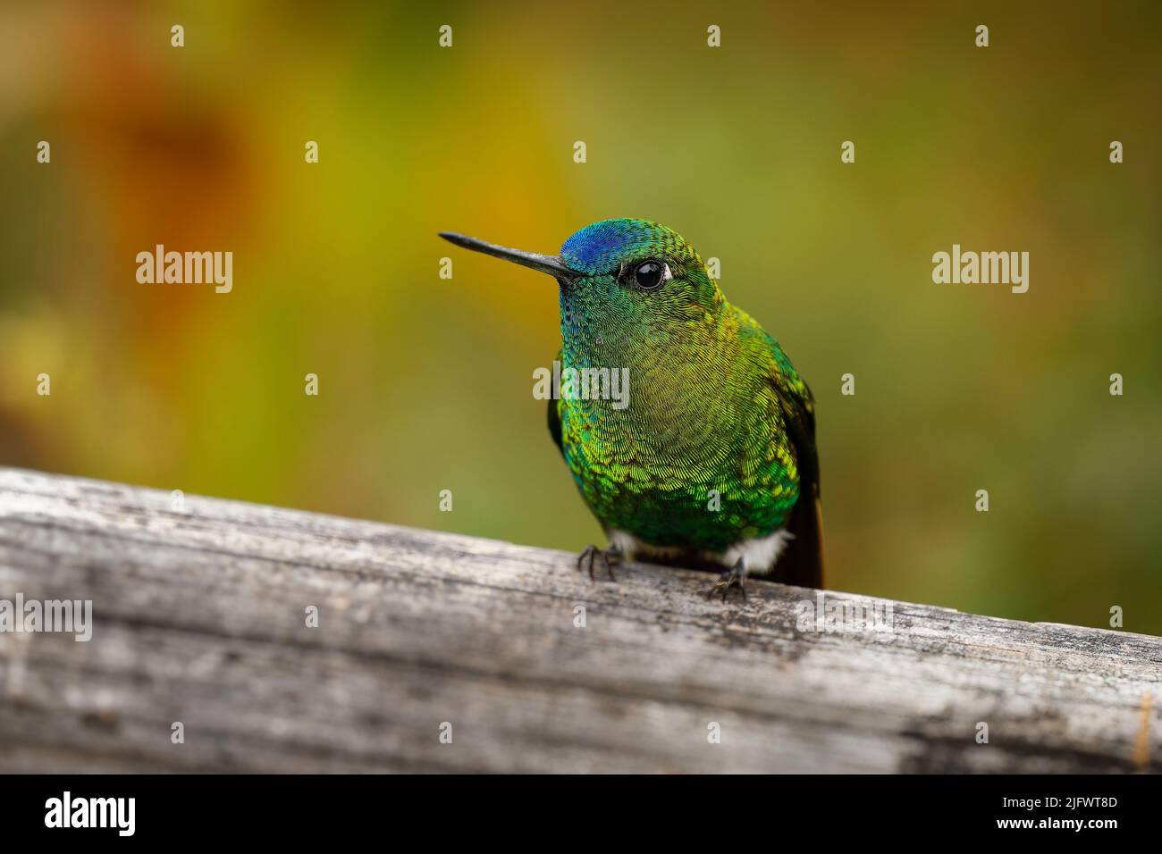 Sapphire-vented Puffleg - Eriocnemis luciani hummingbird in the ...