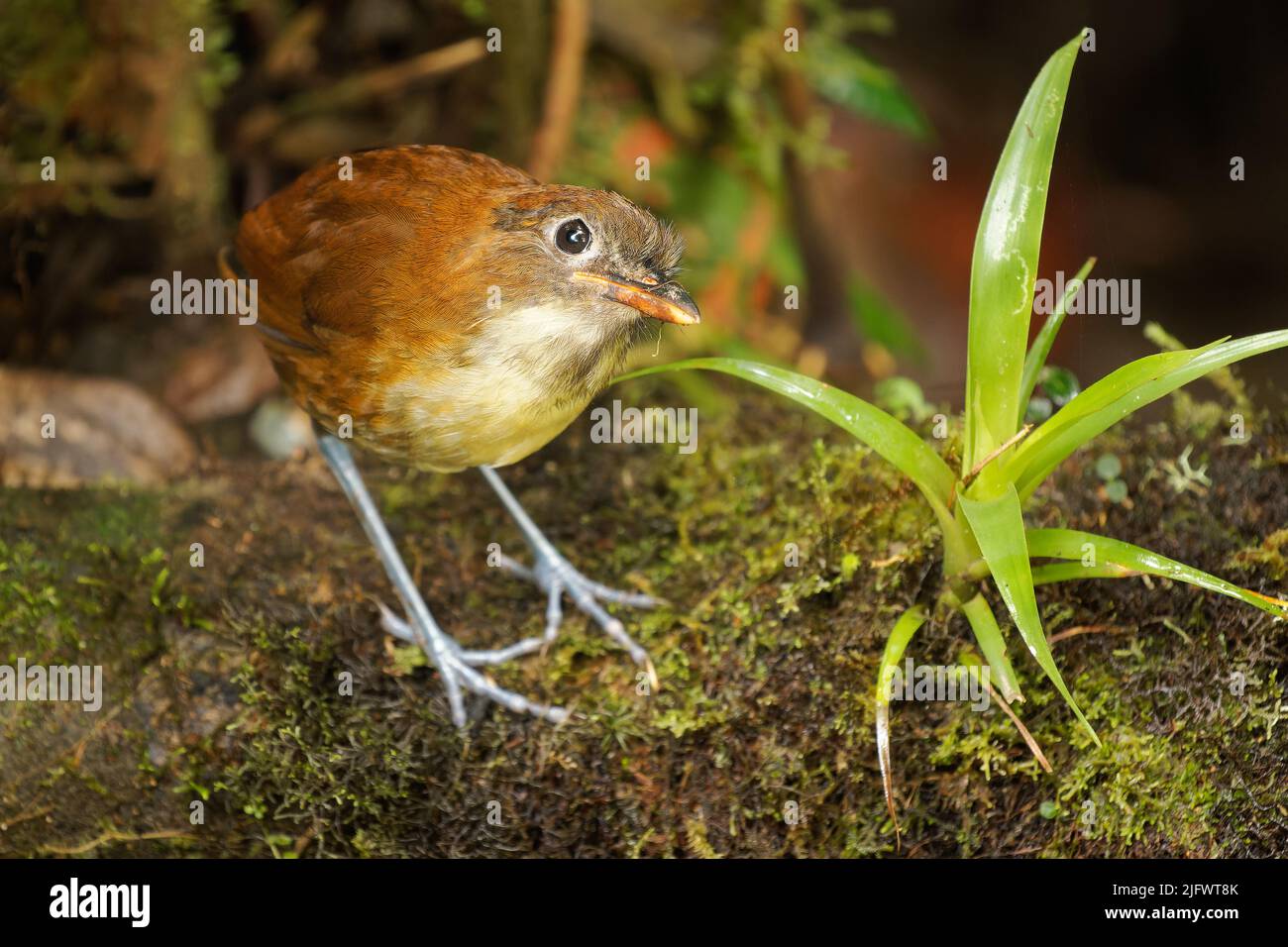 Yellow breasted bird hi-res stock photography and images - Alamy