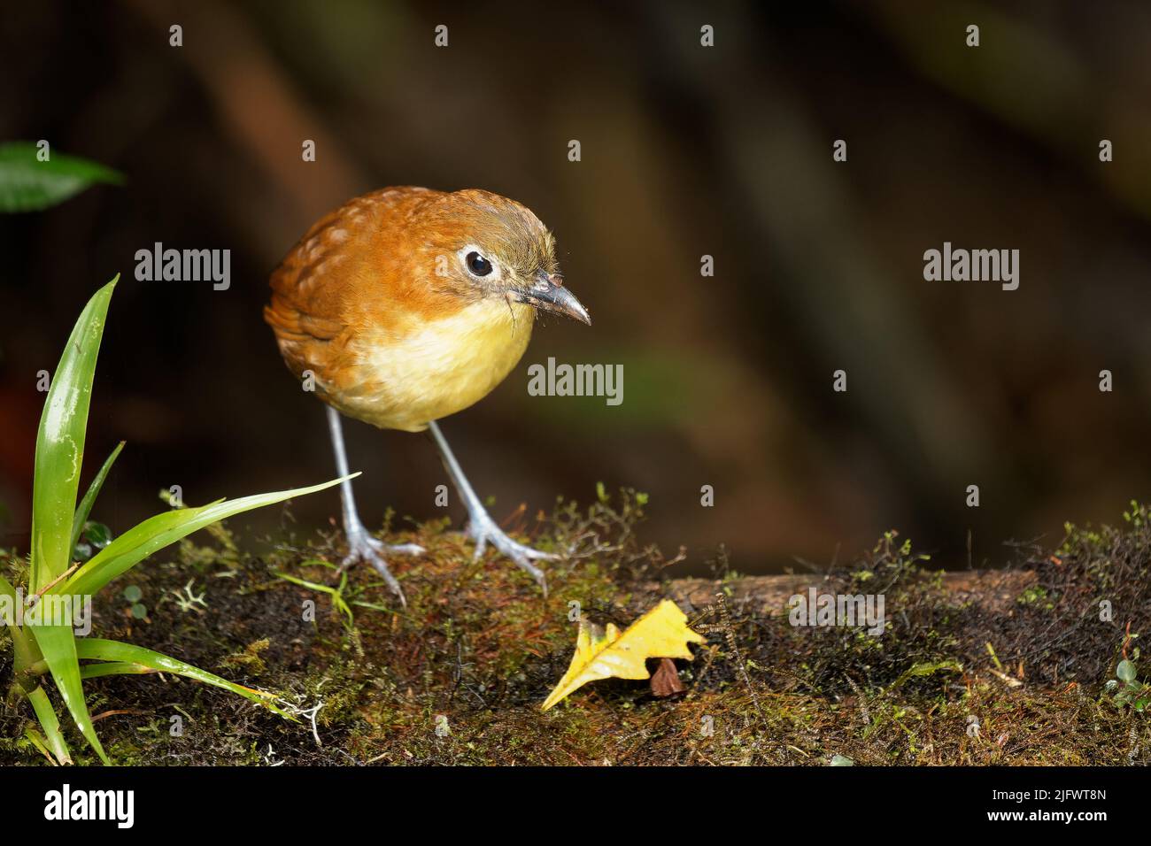 Tropical and subtropical habitat hi-res stock photography and images ...