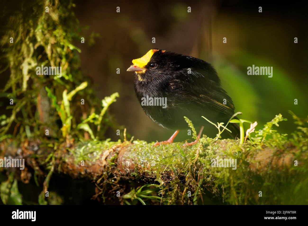 Golden winged manakin hi-res stock photography and images - Alamy