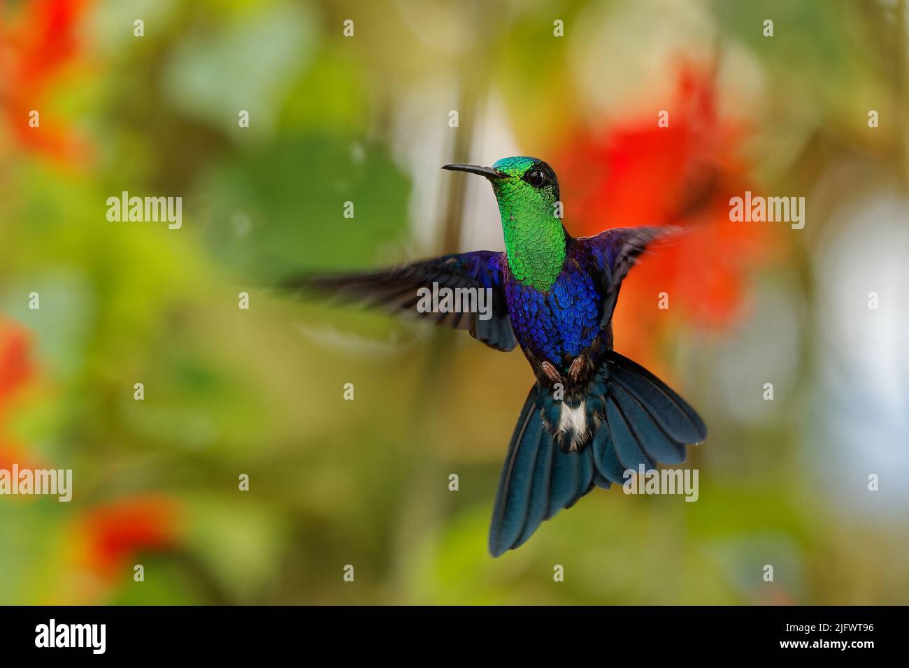 Shiny blue bird hi-res stock photography and images - Alamy