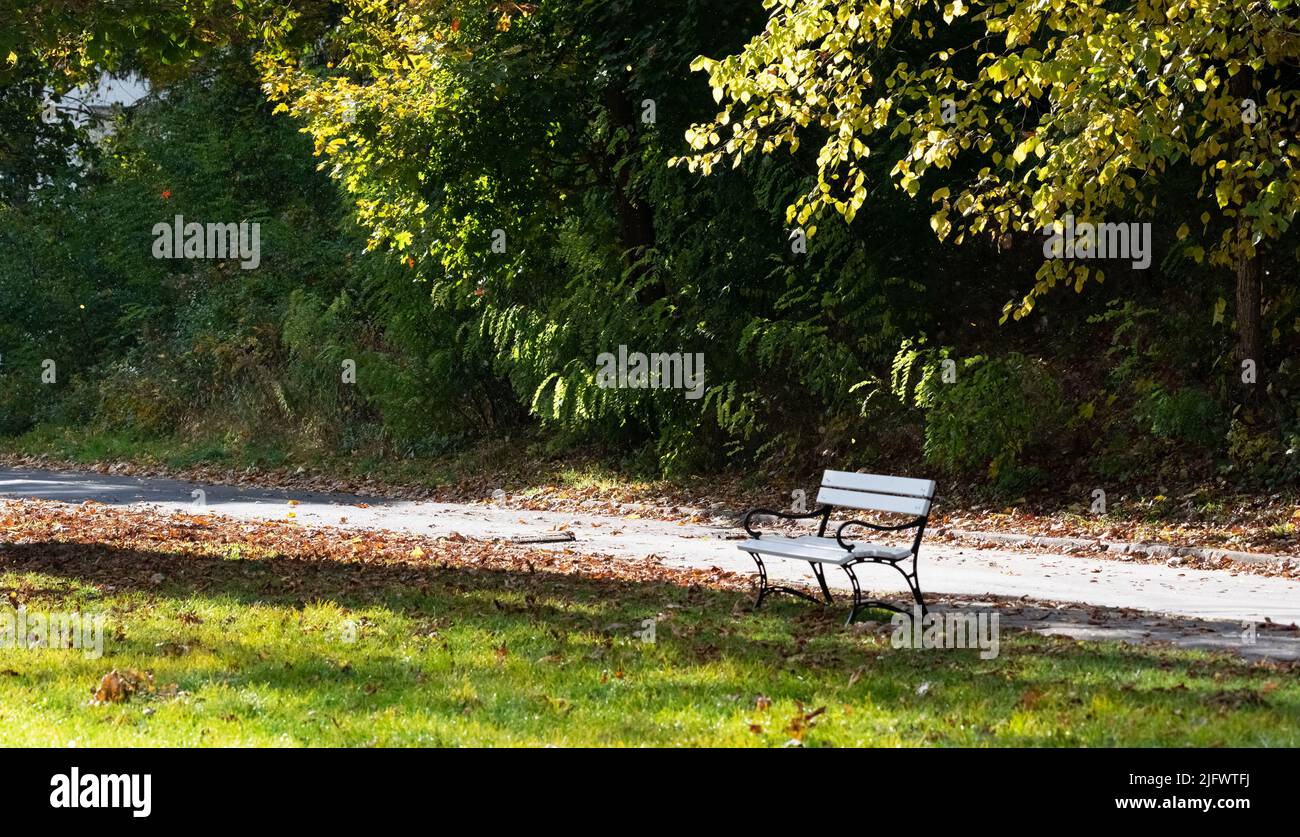 Bench in the park. Green and yellow leaves on the tree. The beginning ...