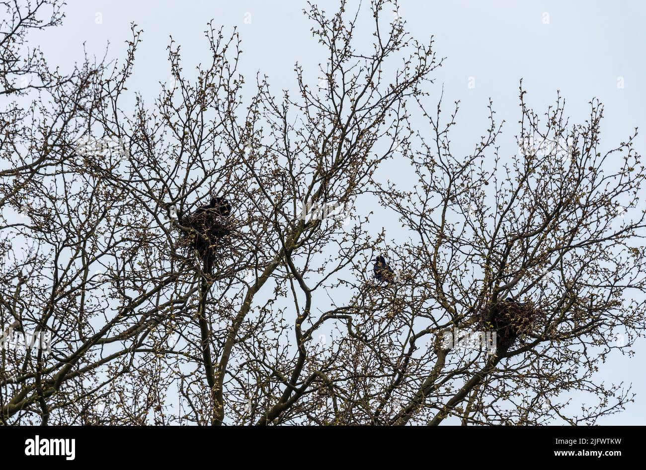 rooks nesting in the top of a tree with sprouting leaves in spingtime ...
