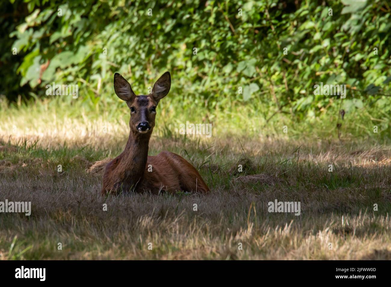 European roe roe hi-res stock photography and images - Alamy