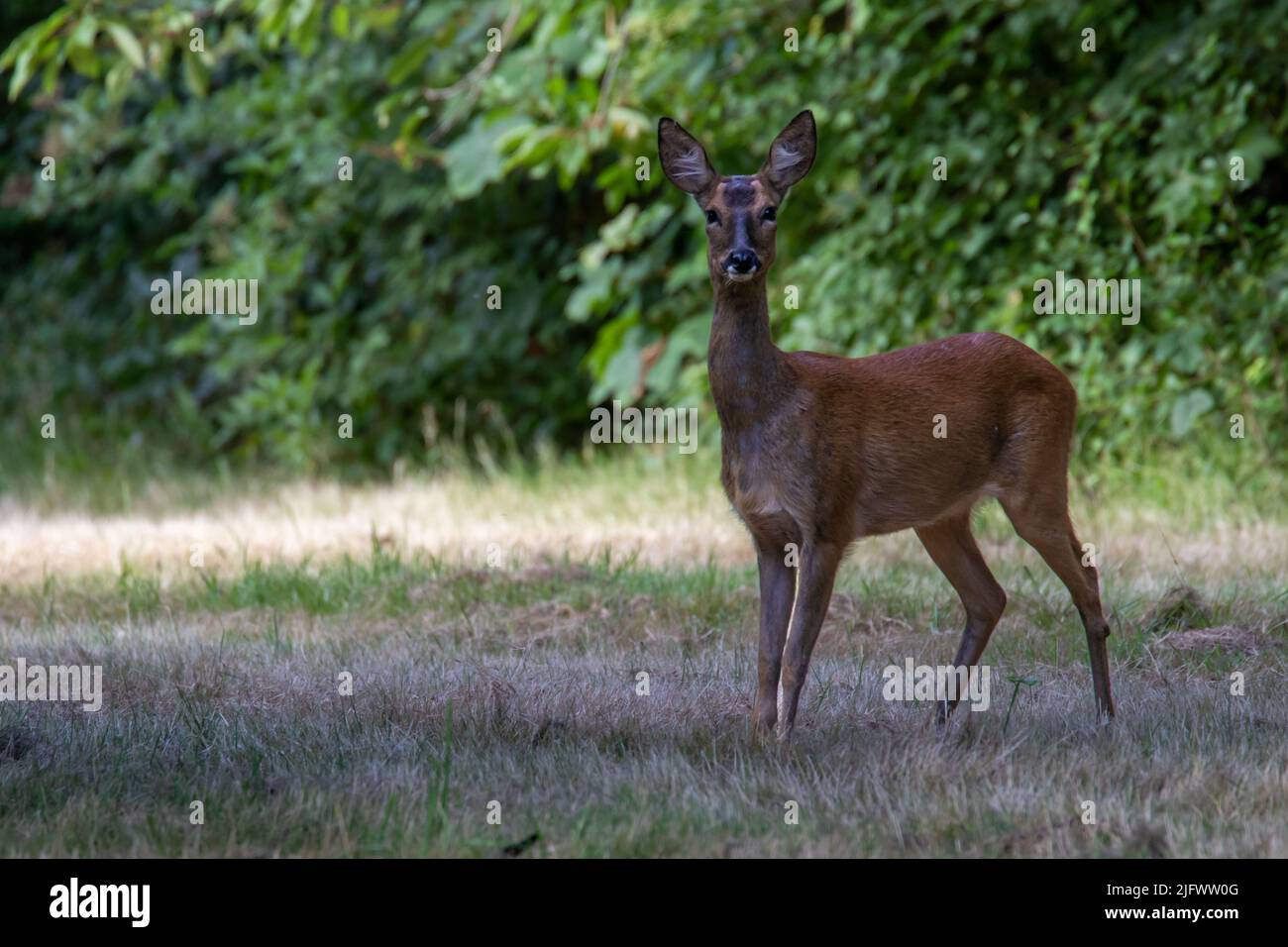 European roe roe hi-res stock photography and images - Alamy