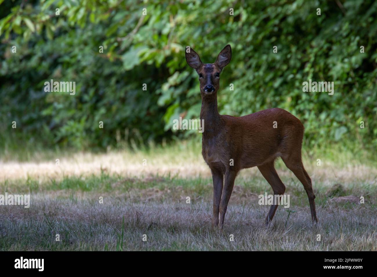 European roe roe hi-res stock photography and images - Alamy